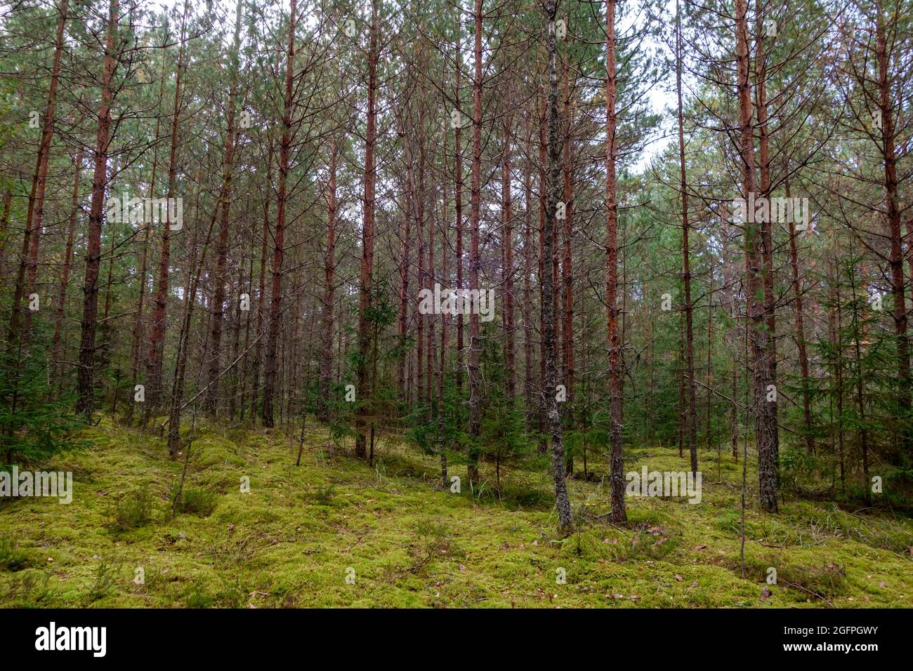 Beautiful coniferous trees hi-res stock photography and images - Alamy
