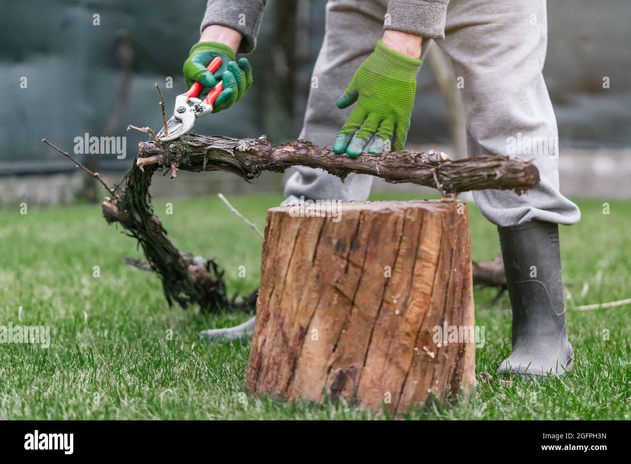 Caucasian male in safety gloves pruning a wood stick Stock Photo - Alamy