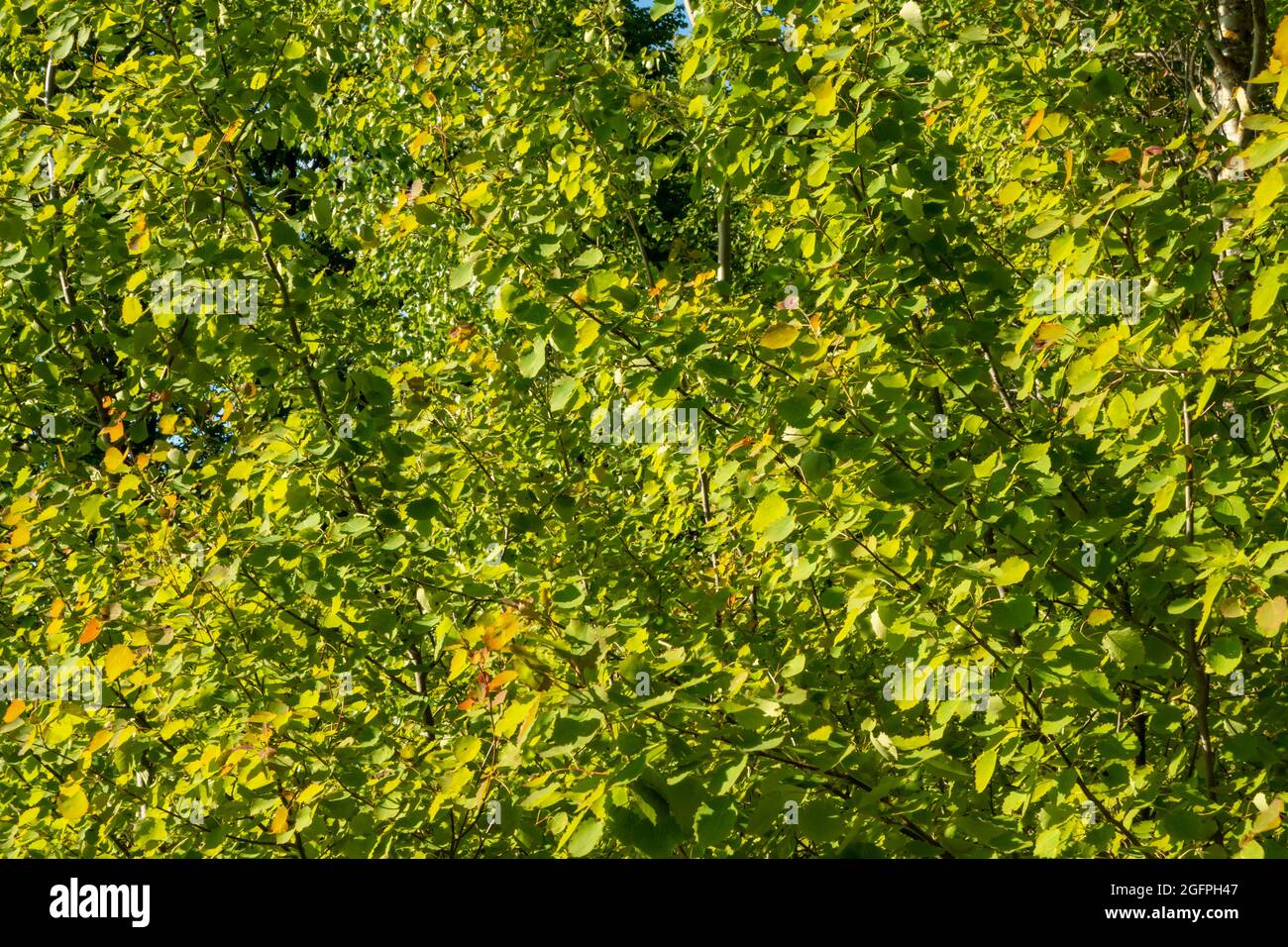 Young green leaves of an aspen, bright natural background Stock Photo ...