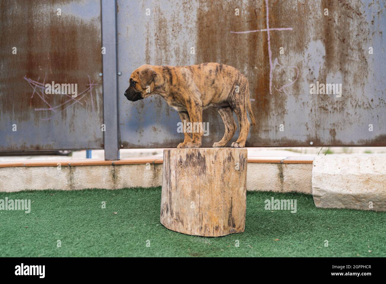 Puppy standing on a tree stump, who is afraid to jump Stock Photo - Alamy