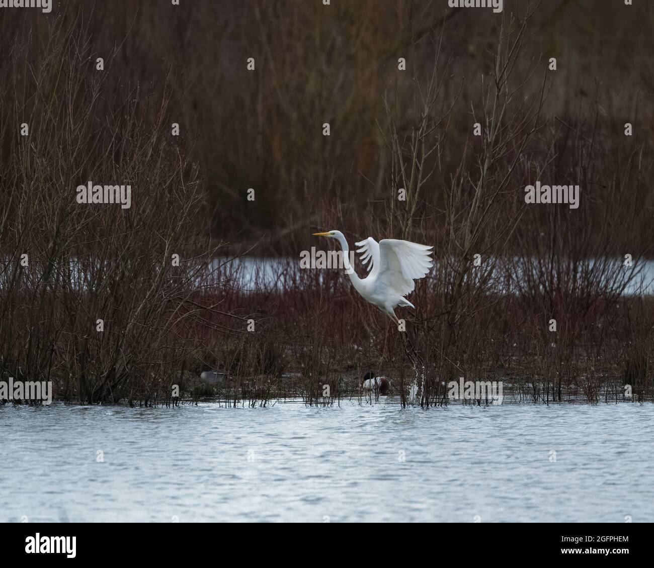 Great white egret landing hi-res stock photography and images - Alamy