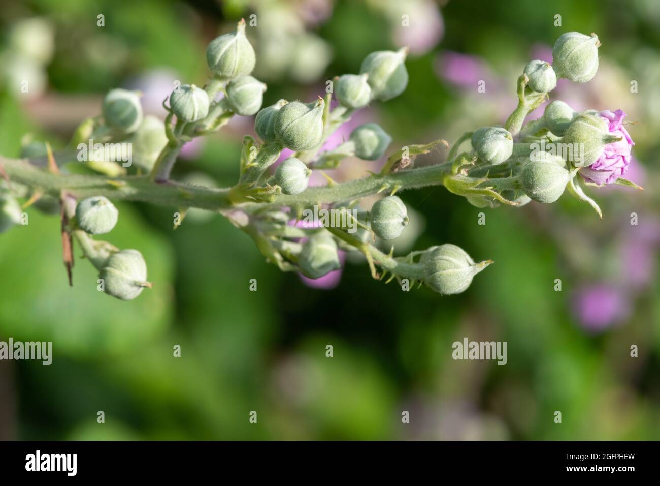 Close up of buds on a common bramble (rubus fruticosus) plant Stock ...