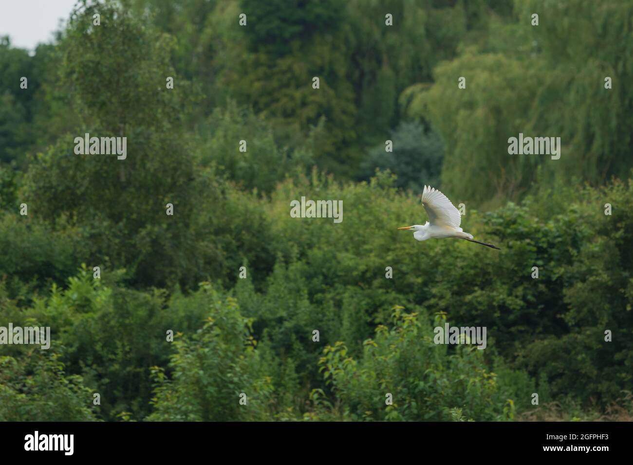 Great White Egret in flight Stock Photo - Alamy