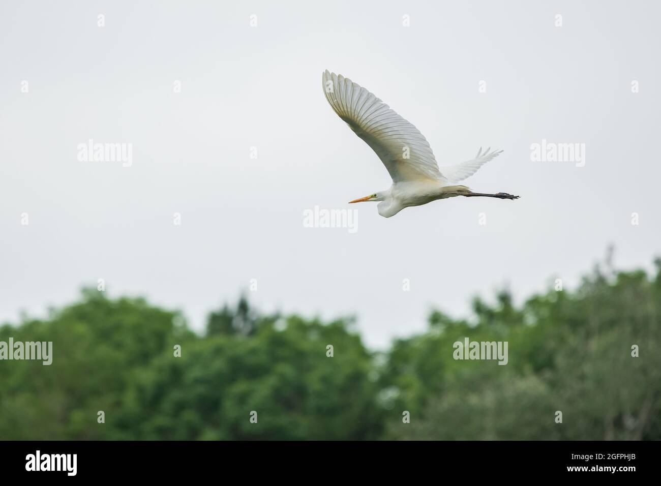 Great white egret in flight hi-res stock photography and images - Alamy
