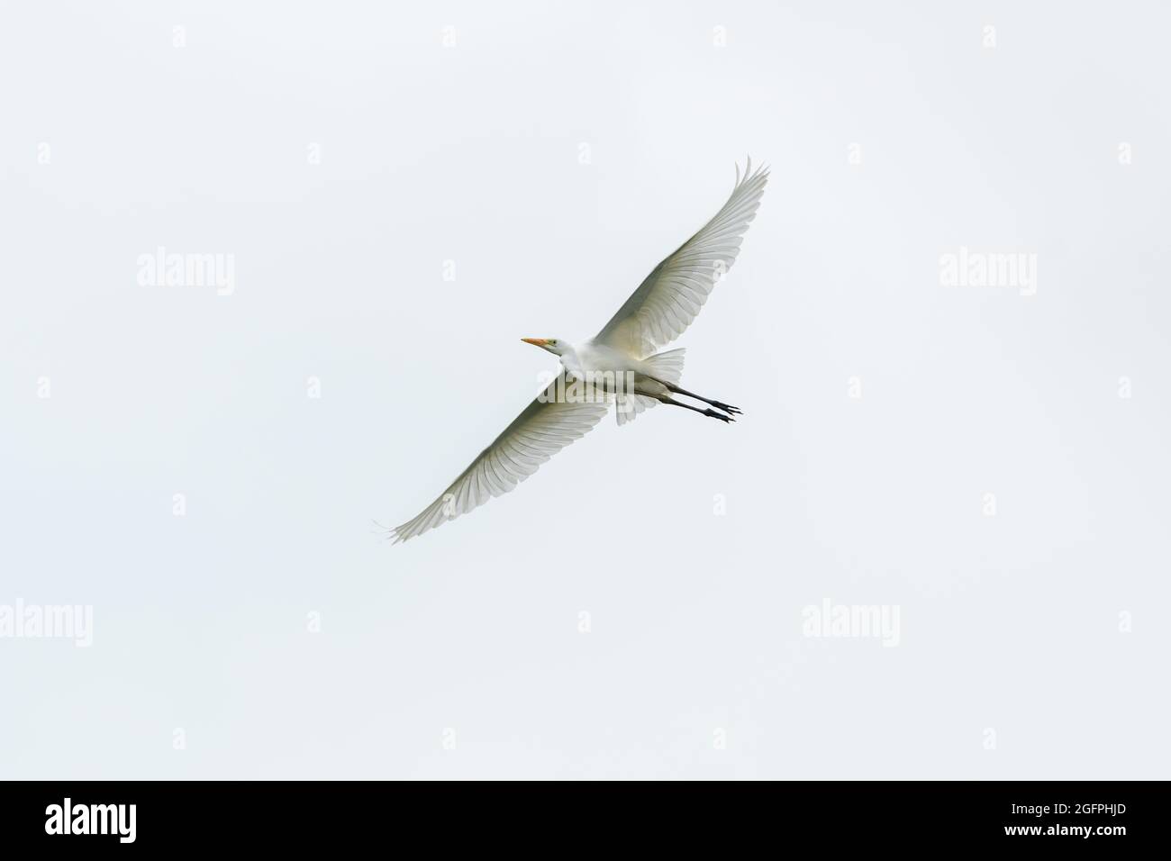 Great White Egret in flight Stock Photo - Alamy