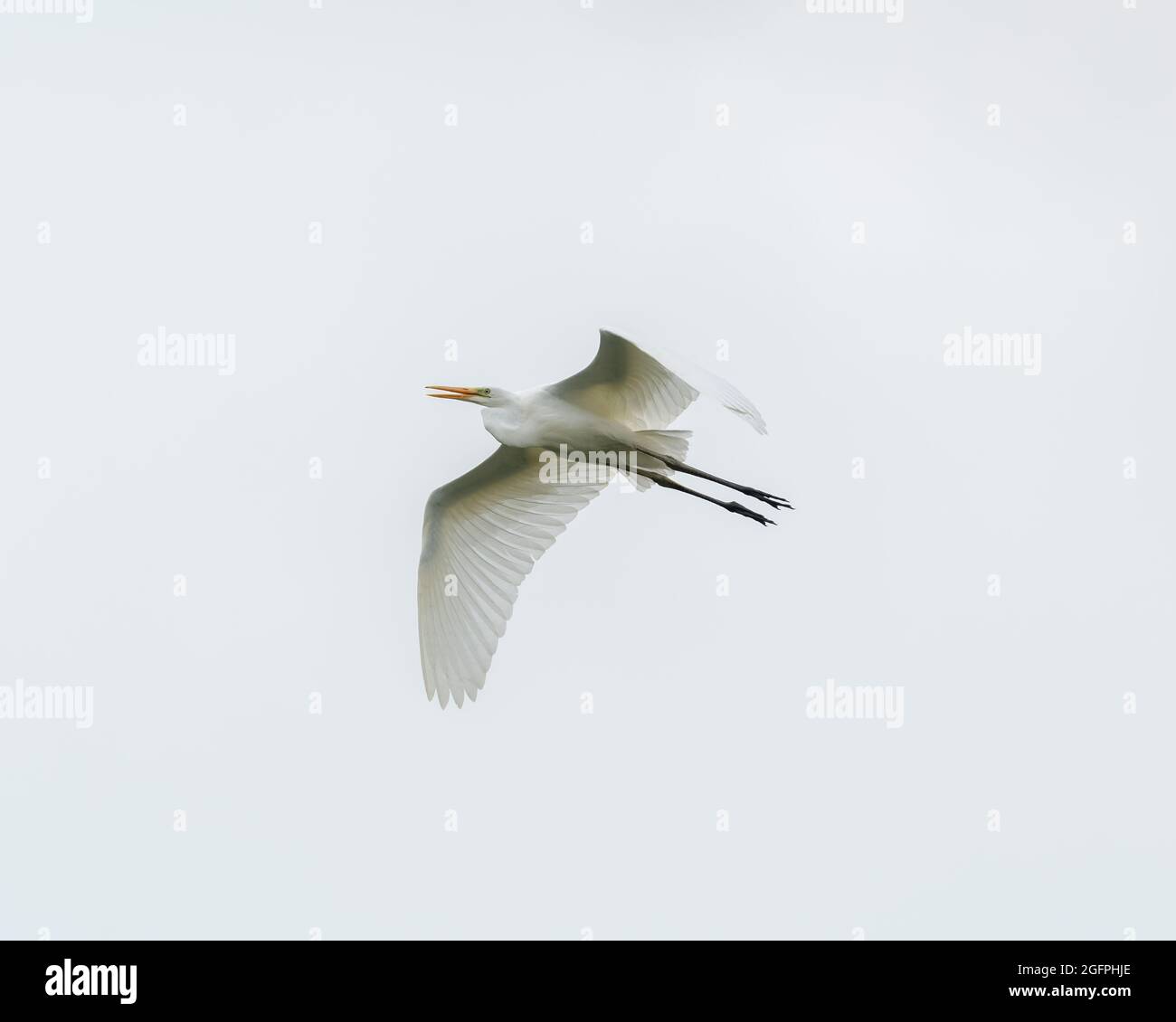 Great White Egret in flight Stock Photo - Alamy
