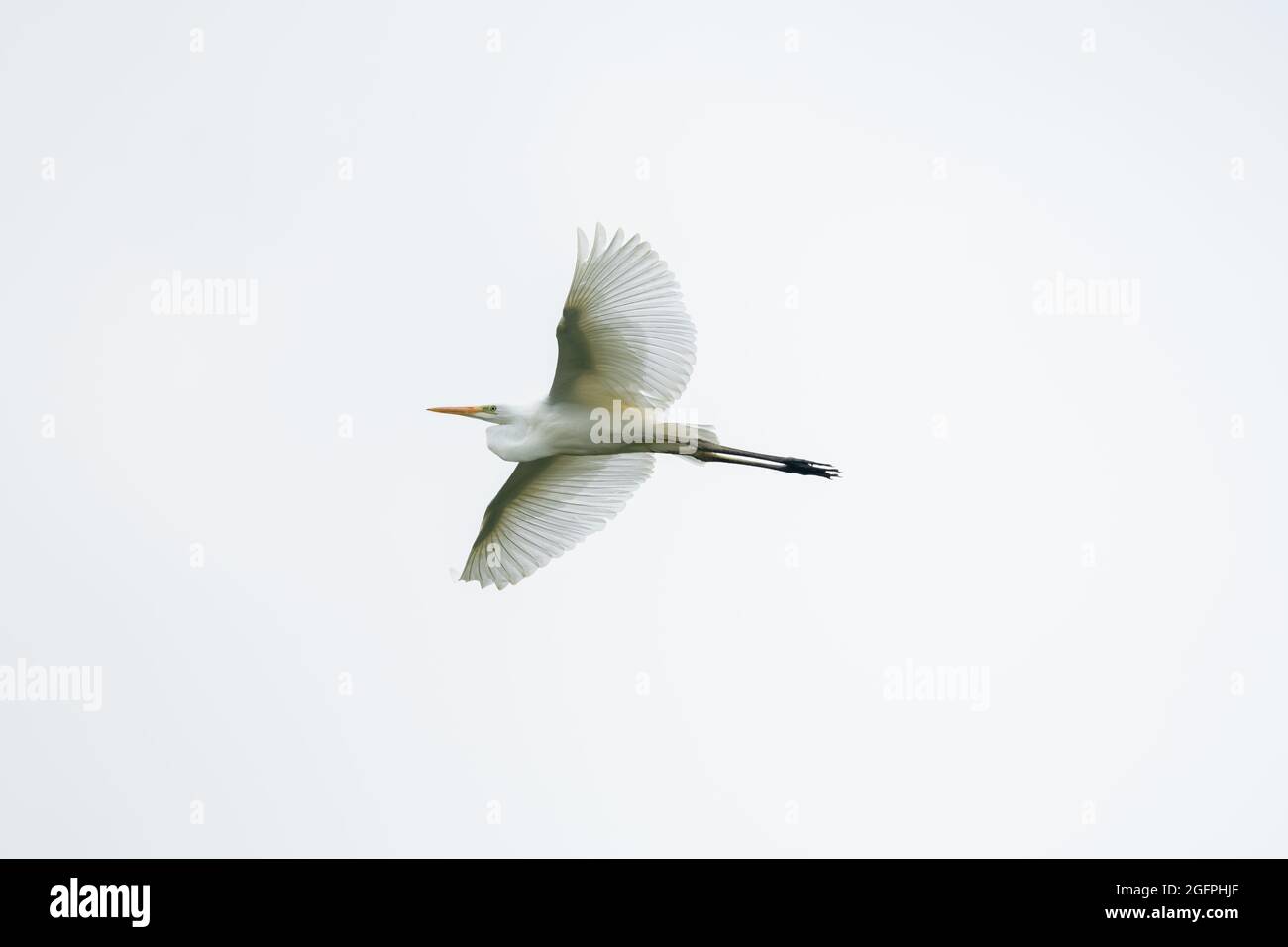 Great White Egret in flight Stock Photo - Alamy