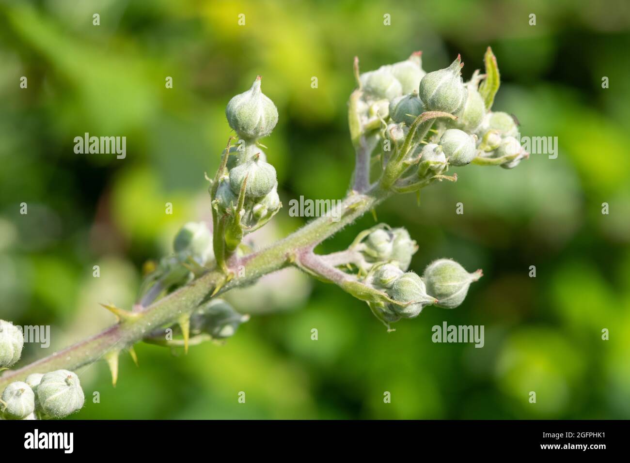 Close up of buds on a common bramble (rubus fruticosus) plant Stock ...