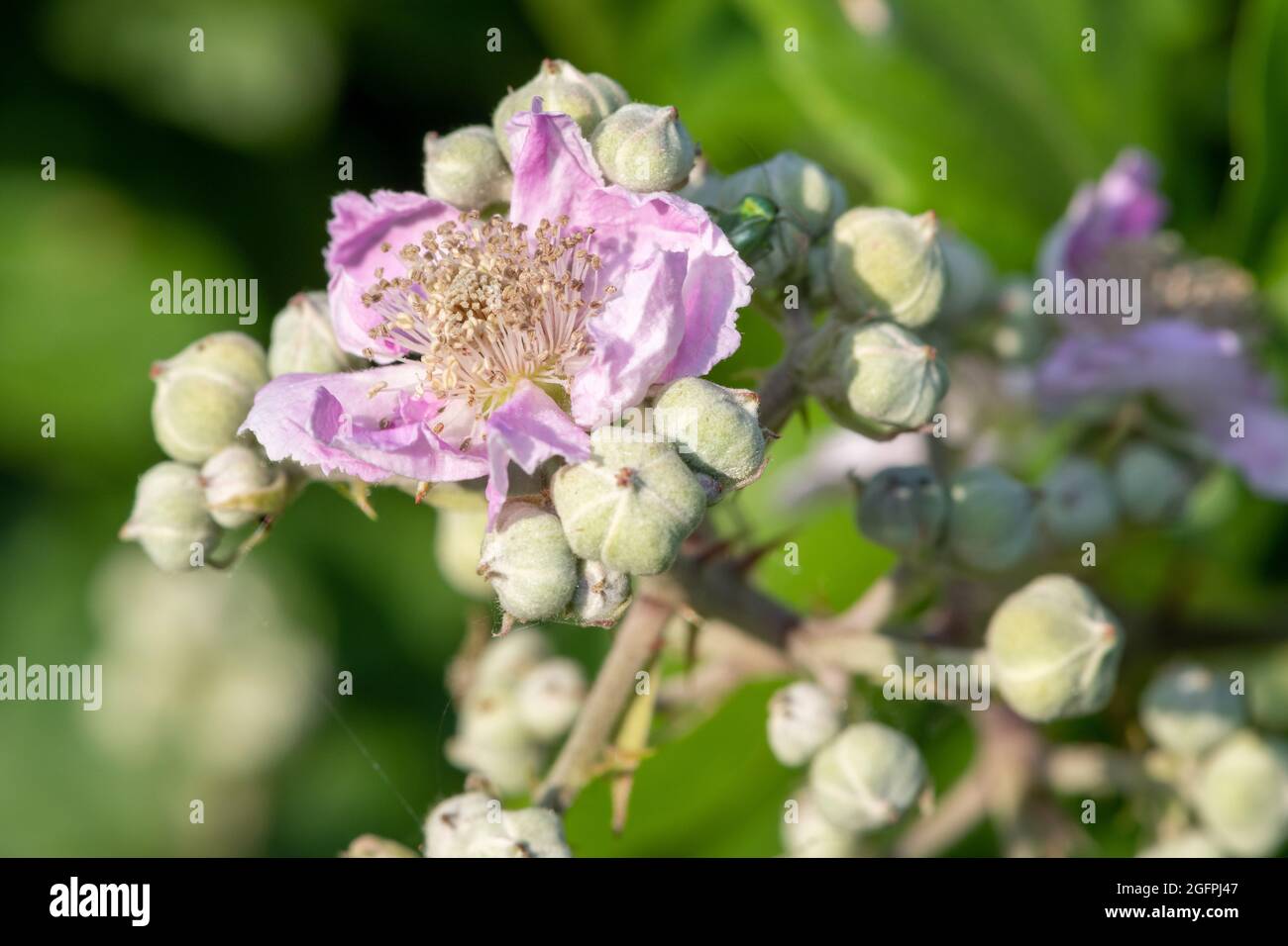 Brambles blossom hi-res stock photography and images - Alamy