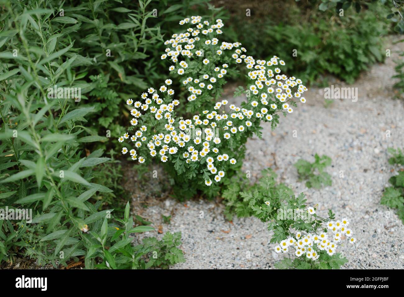 Feverfew wildflowers hi-res stock photography and images - Alamy
