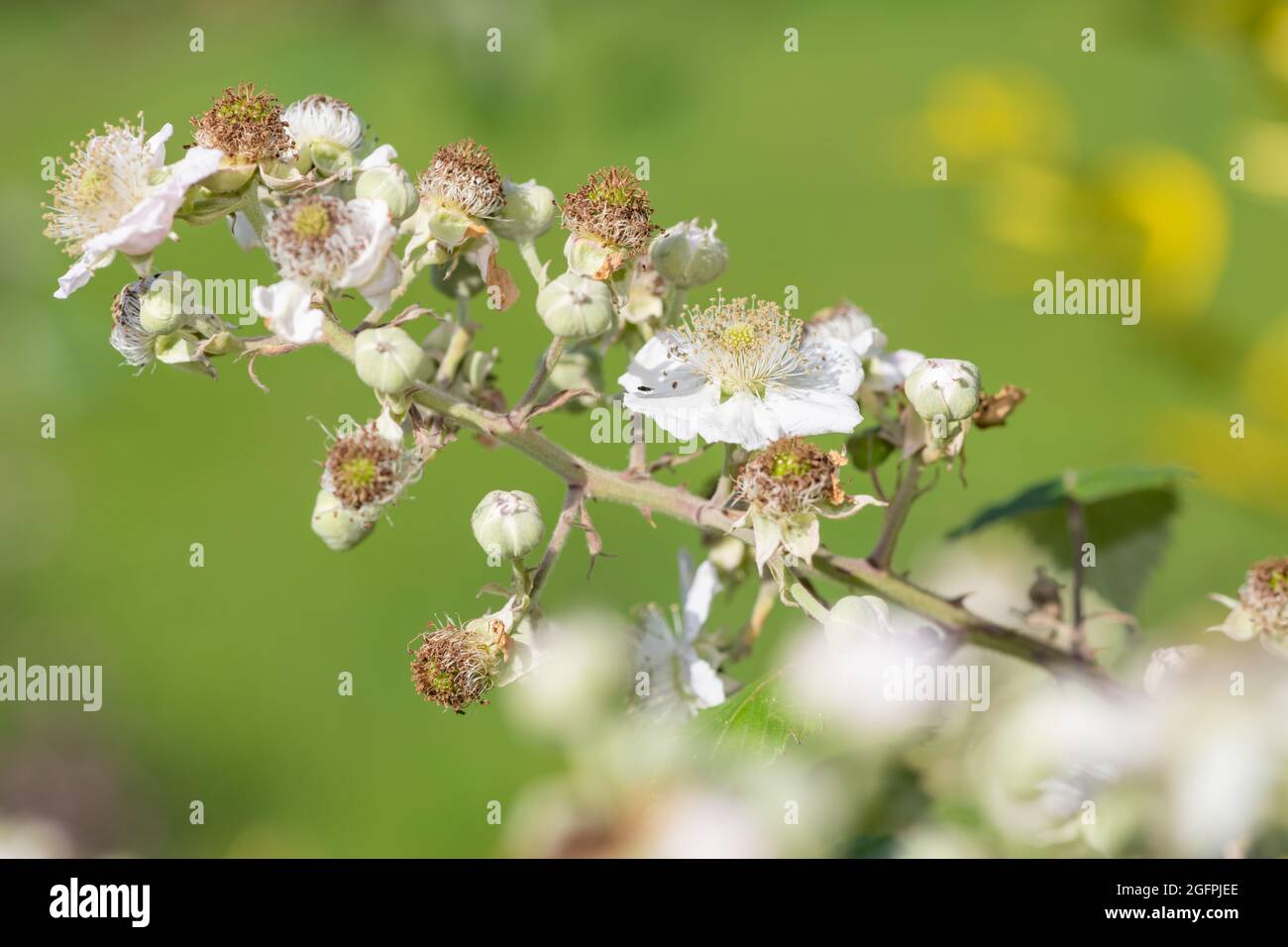 Close up of white flowers on a common bramble (rubus fruticosus) plant ...
