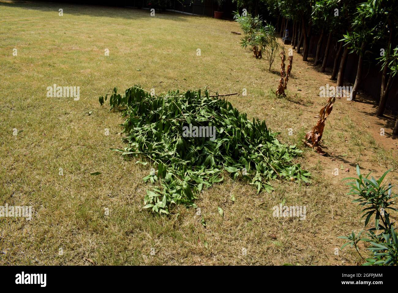 Axed tree hi-res stock photography and images - Alamy