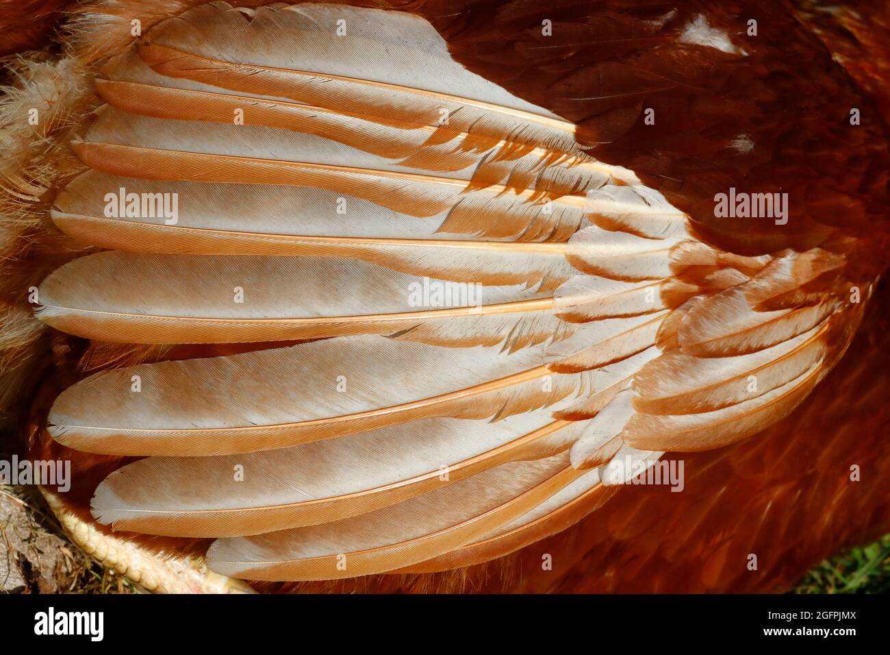 Plumage of a chicken close-up, structured background for design Stock ...
