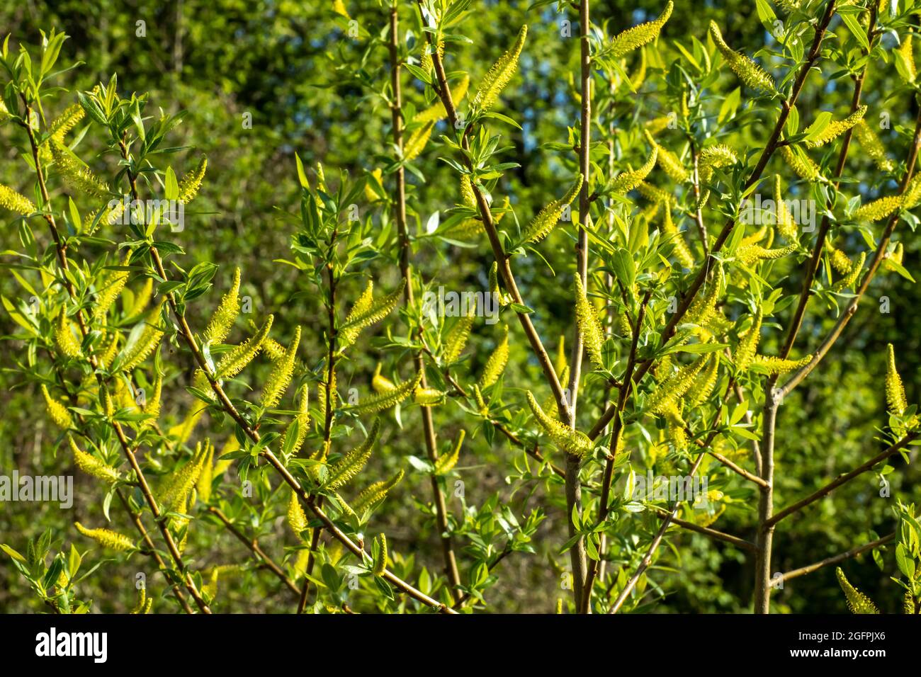 Willow branches in bloom hi-res stock photography and images - Alamy