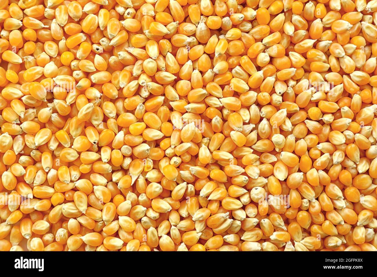 Corn grains background Stock Photo - Alamy