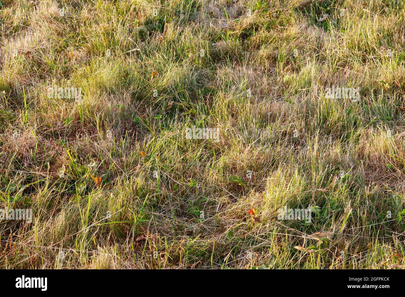 Field of yellow grass hi-res stock photography and images - Alamy
