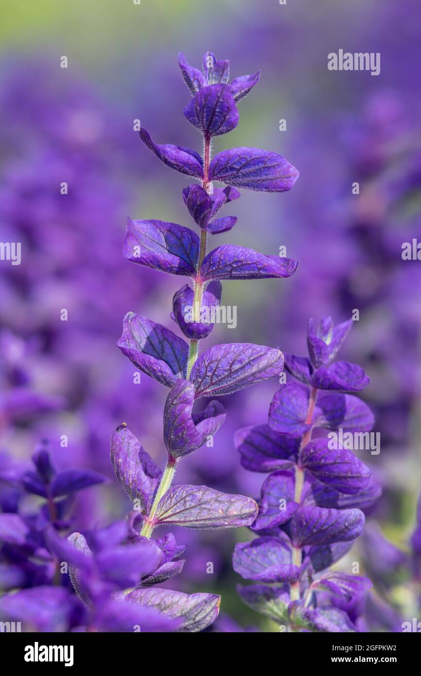 Close up of purple annual sage (salvia horminium) flowers in bloom ...
