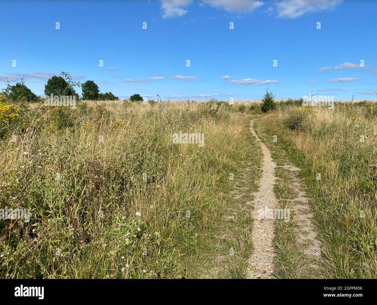 SUMMER PATHWAY Photo: Tony Gale Stock Photo - Alamy