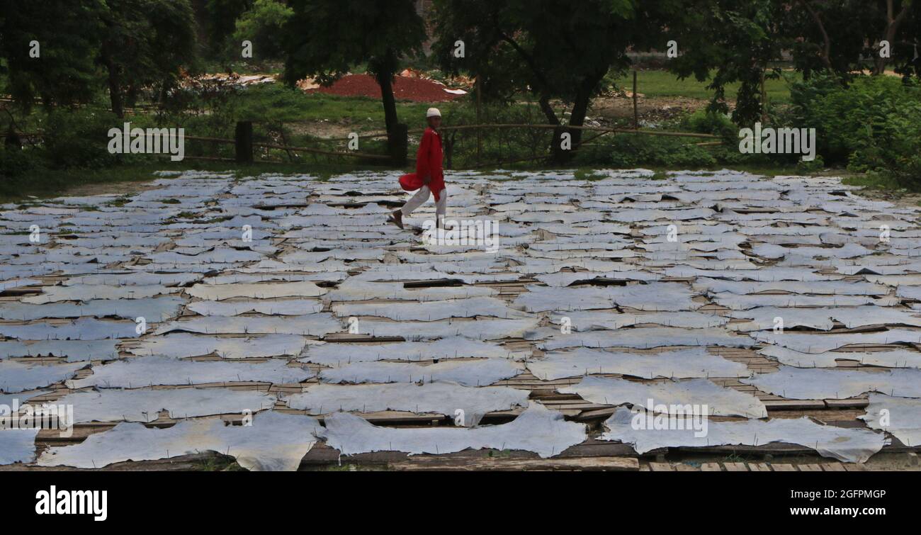 Non Exclusive: DHAKA, BANGLADESH - AUGUST 26: A worker of a tannery ...