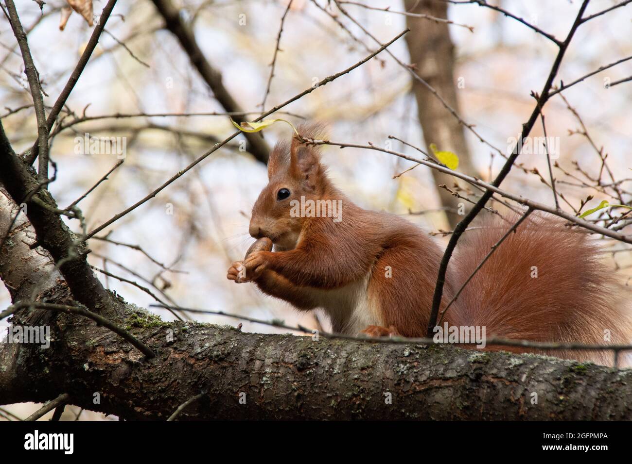 Baby squirrel eating hi-res stock photography and images - Alamy