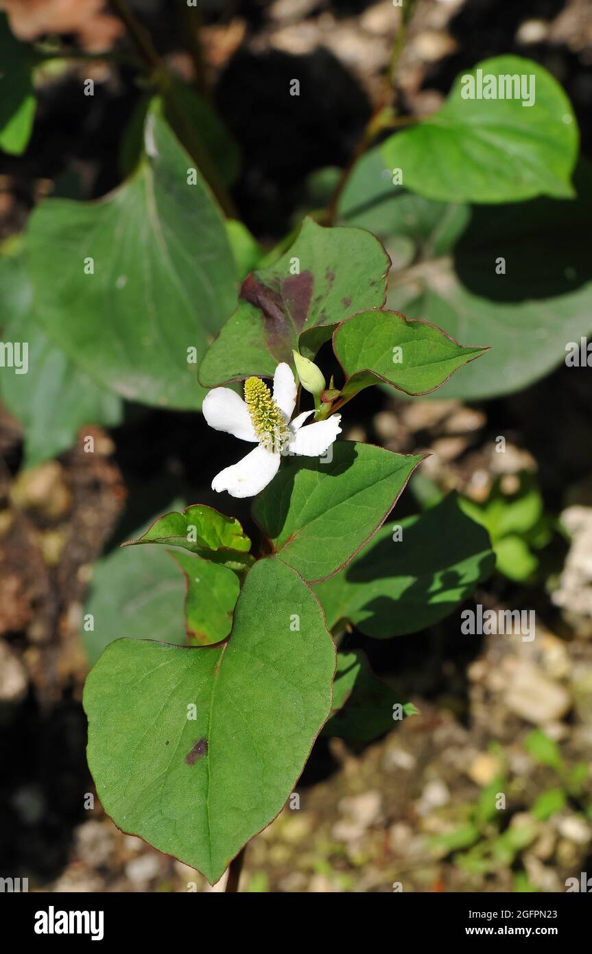 fish mint, fish leaf, rainbow plant, chameleon plant, heart leaf, fish ...