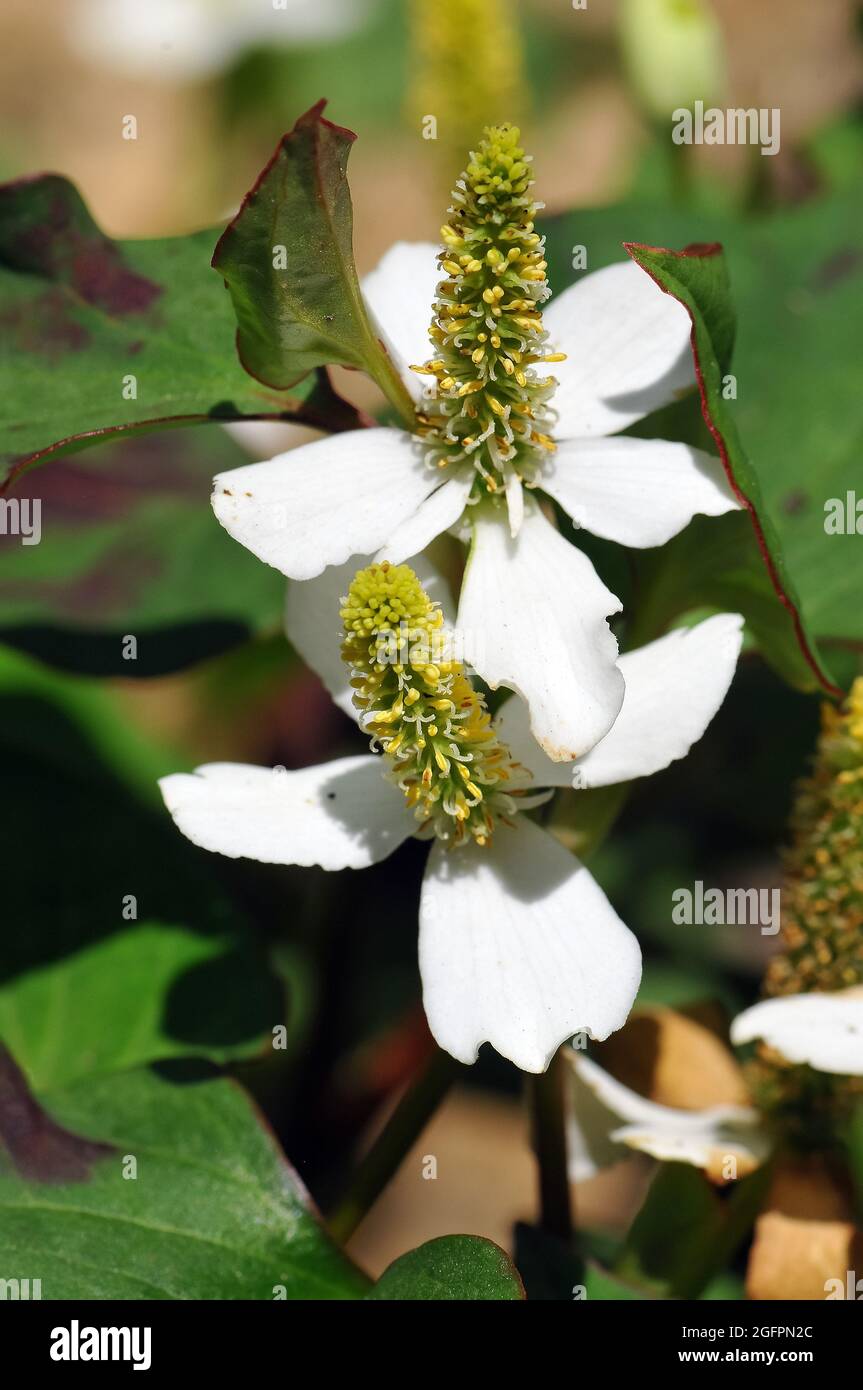 fish mint, fish leaf, rainbow plant, chameleon plant, heart leaf, fish ...