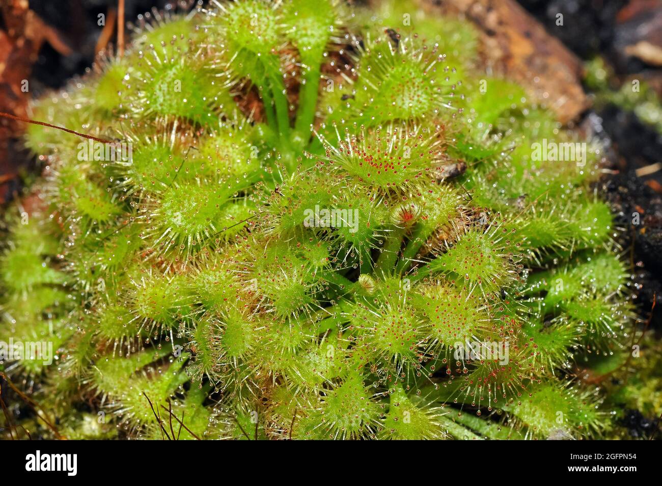 Spoon leaved sundew drosera spatulata hi-res stock photography and ...