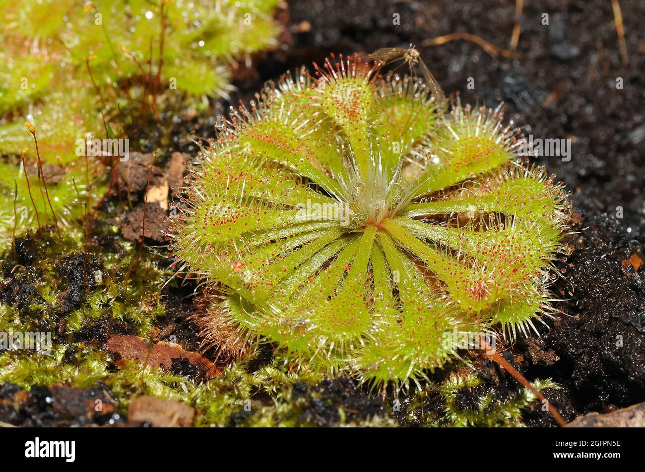 spoon-leaved sundew, Sonnentau, Drosera spatulata, kanállevelű harmatfű ...