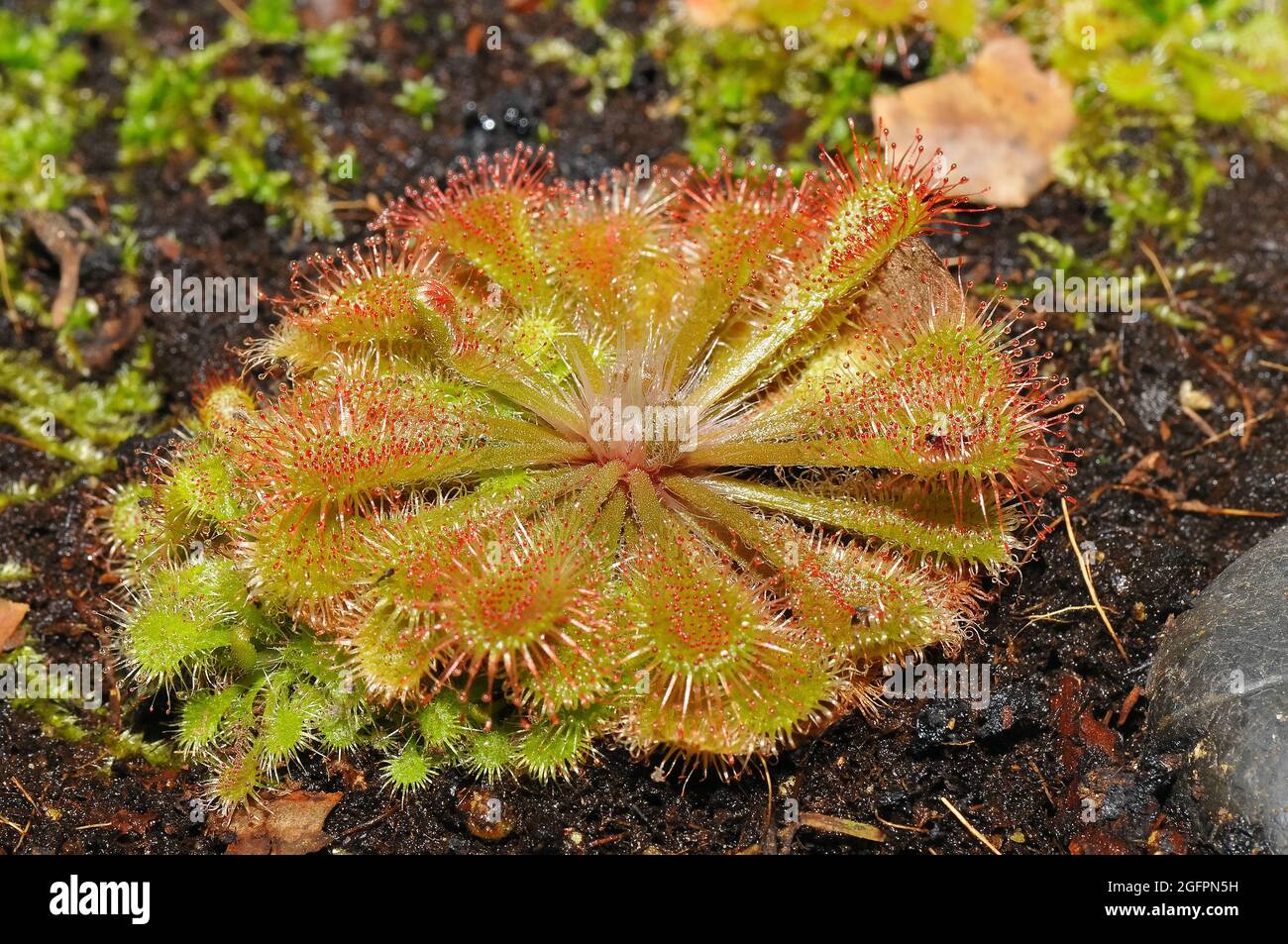 Spoon leaved sundew drosera spatulata hi-res stock photography and ...