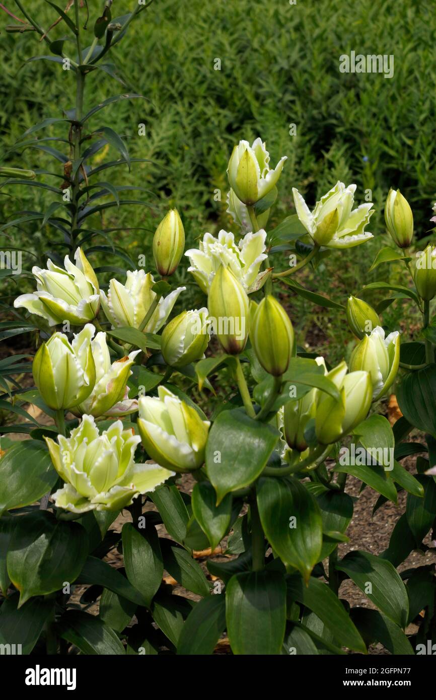 White and Green Petal Aisha Double Roselily Lillium with No Pollen ...