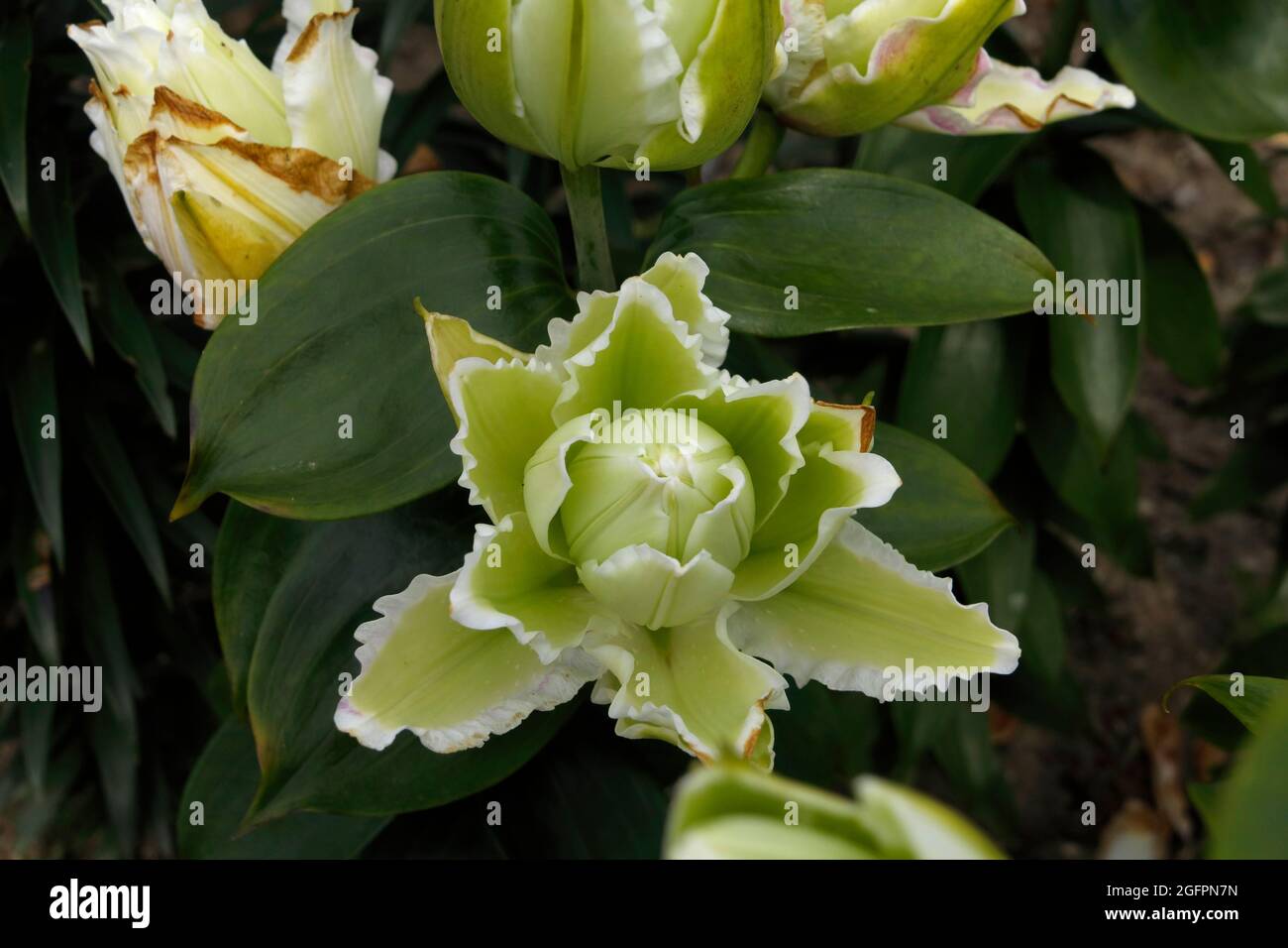 White and Green Petal Aisha Double Roselily Lillium with No Pollen ...
