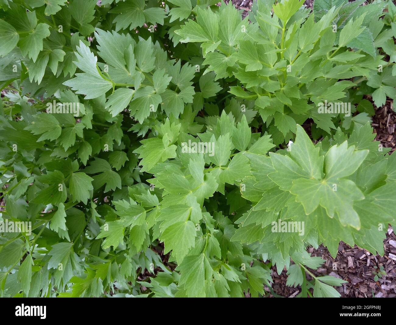 Lovage, Liebstöckel, Levisticum officinale, lestyán, Hungary ...