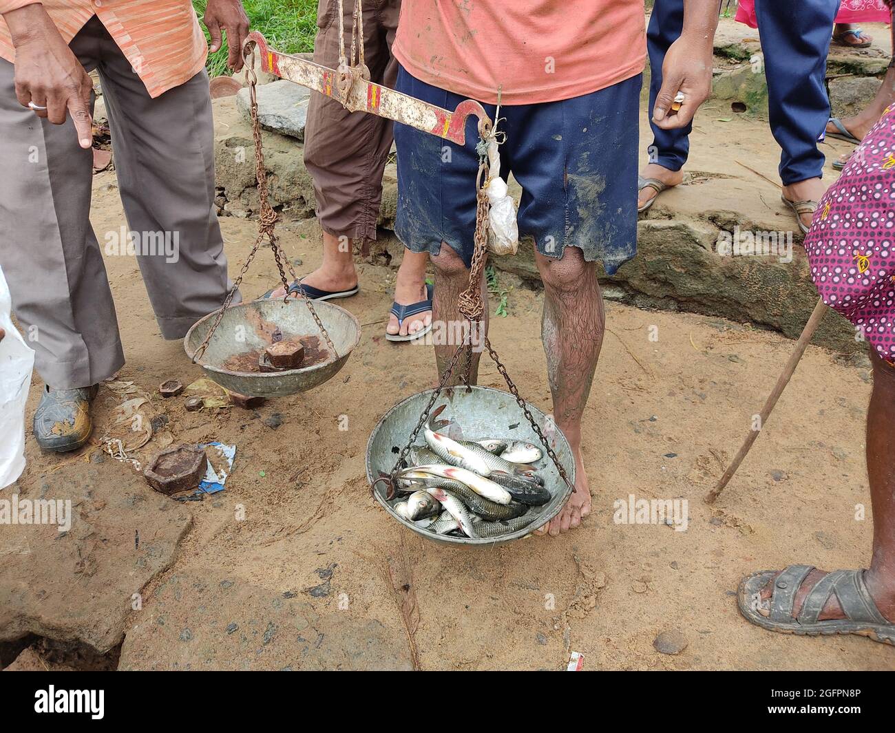 Fisherman weighting the freshly caught fish Stock Photo - Alamy