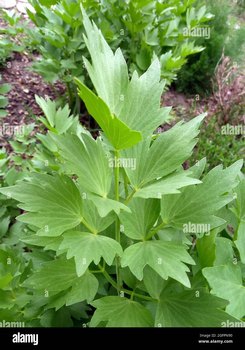 Maggikraut levisticum officinale hi-res stock photography and images ...