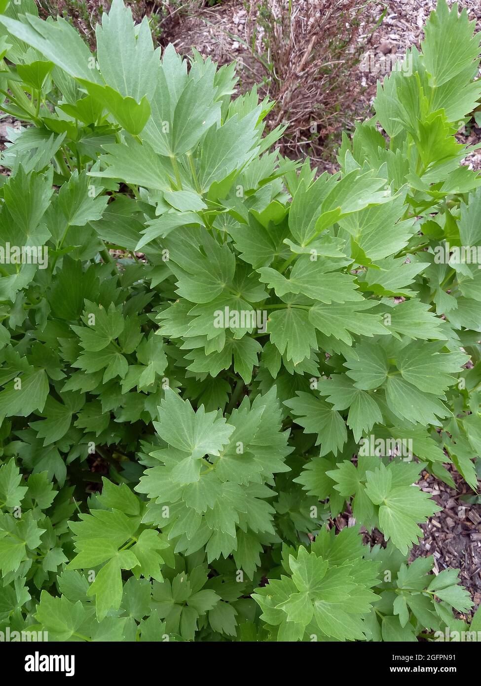 Lovage, Liebstöckel, Levisticum officinale, lestyán, Hungary ...