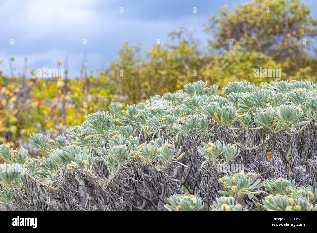 Tropical plants near a Puerto Rican beach - Puerto Rico Stock Photo - Alamy