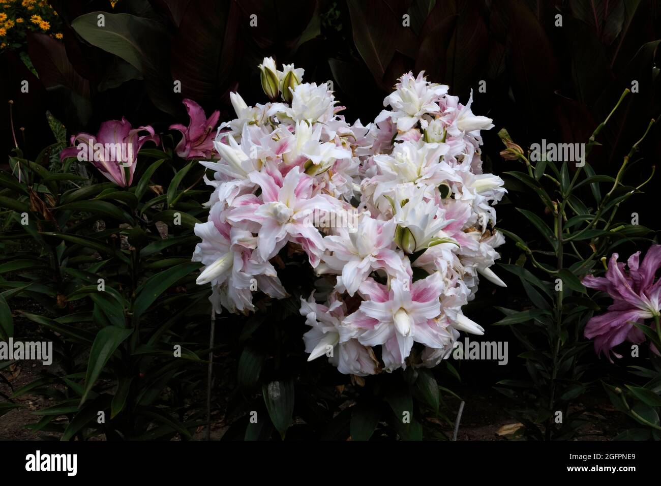 Oriental Lily, double Flowered Victorian Pink Rose Lily, No Pollen, in ...