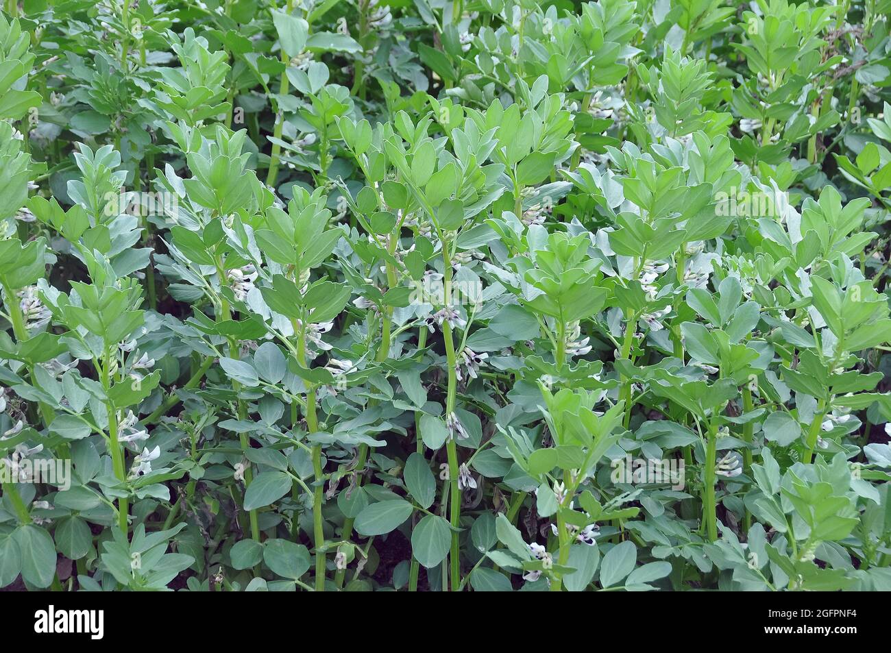 broad bean, fava bean, or faba bean, Ackerbohne, Vicia faba, lóbab ...