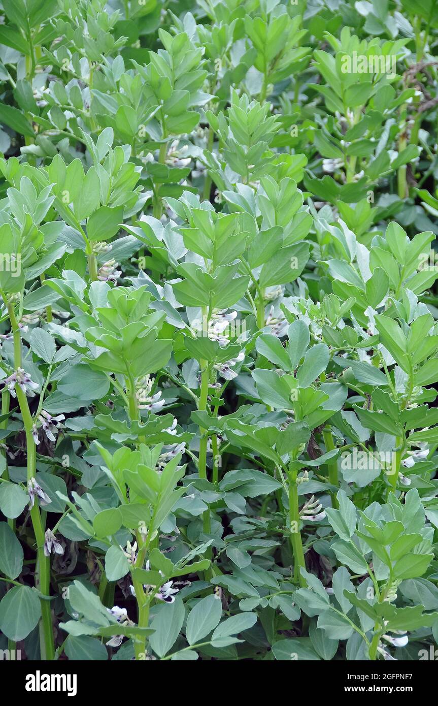 broad bean, fava bean, or faba bean, Ackerbohne, Vicia faba, lóbab ...