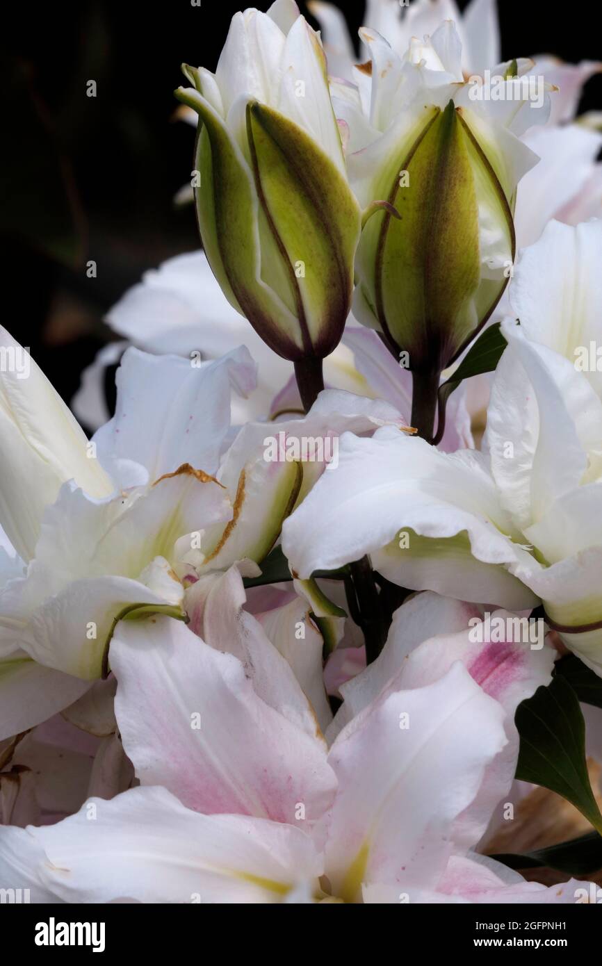 Victorian pink rose hi-res stock photography and images - Alamy