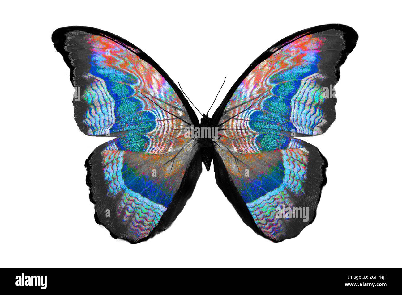 beautiful butterfly isolated on white. multicolor insect. tropical ...
