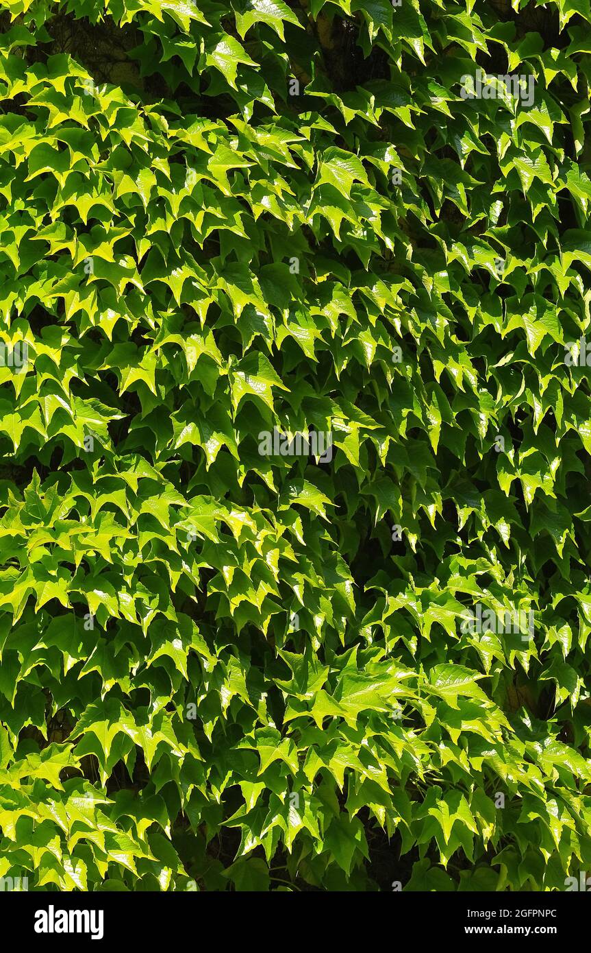 Grape ivy hi-res stock photography and images - Alamy