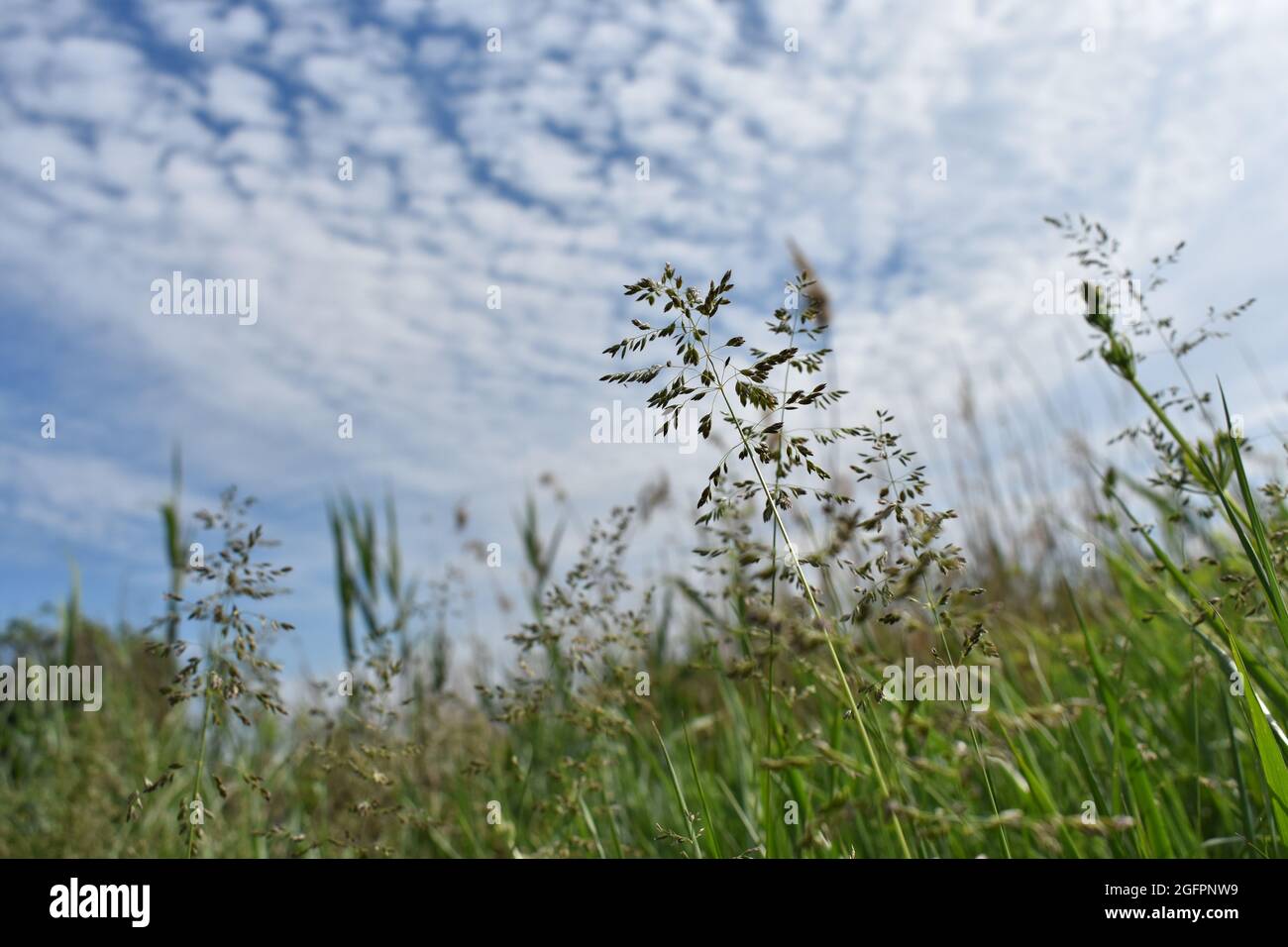 Roundfruit rush hi-res stock photography and images - Alamy