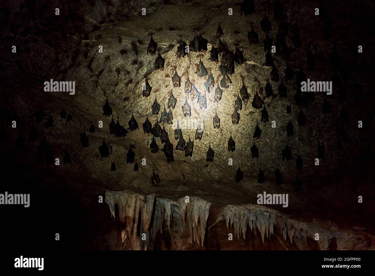 A flock of bats sleep on the ceiling in a cave. With a flashlight in ...
