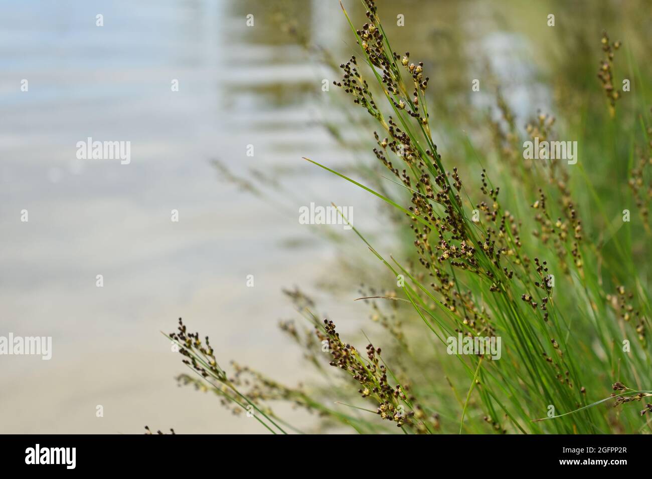Roundfruit rush hi-res stock photography and images - Alamy