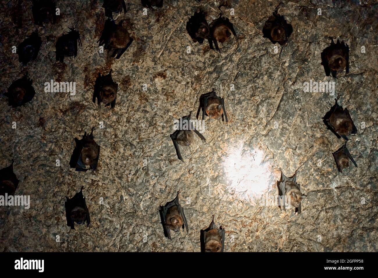 A flock of bats sleep on the ceiling in a cave. With a flashlight in ...