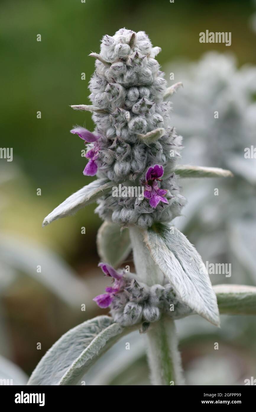 Purple lambs ears, Stachys byzantina variety Silver Carpet, rarely seen ...