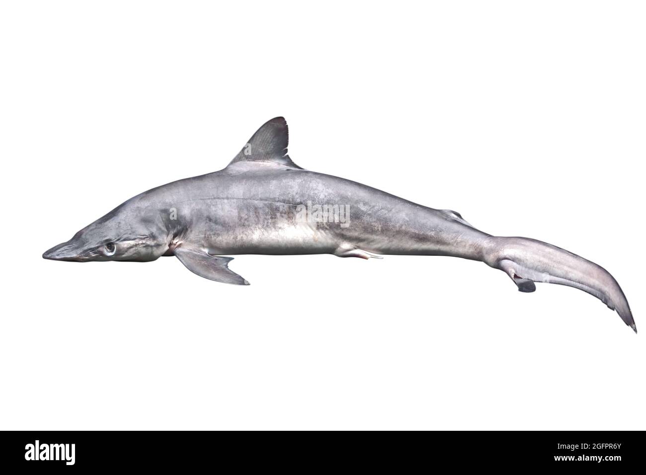 Shark australia Cut Out Stock Images & Pictures - Alamy