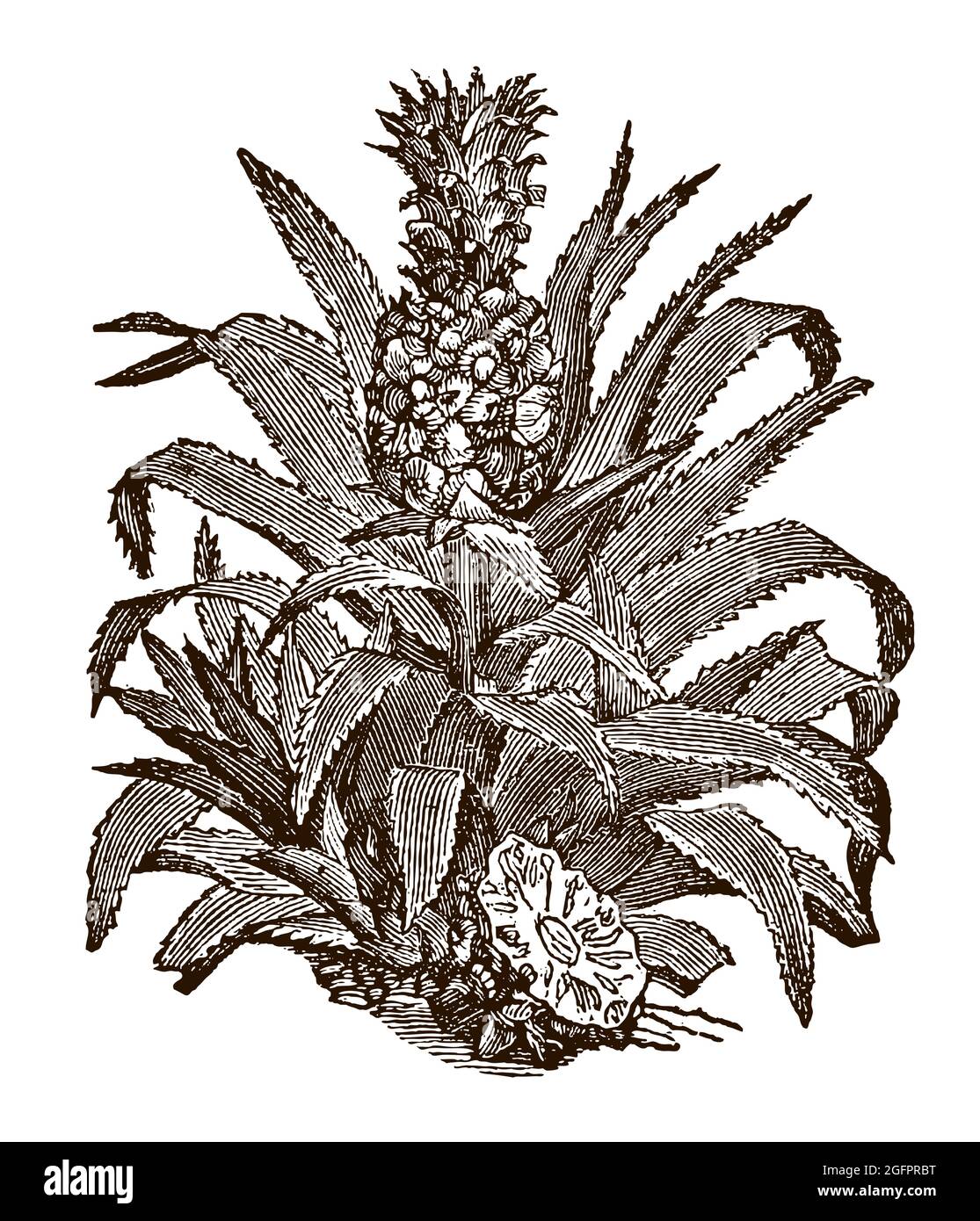 Pineapple Tree Drawing