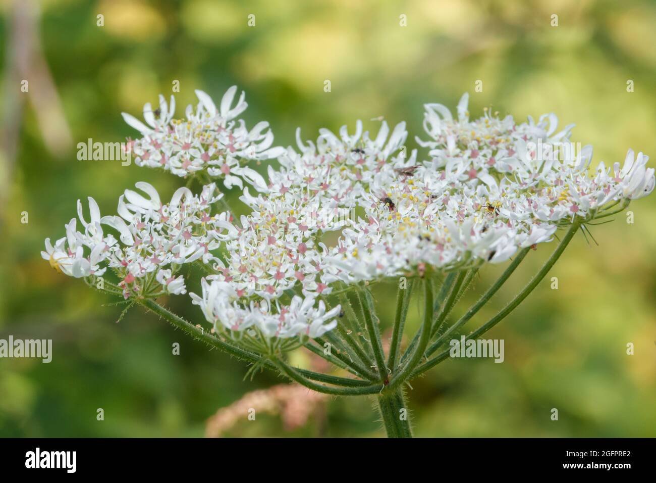 Common hogweed hi-res stock photography and images - Alamy